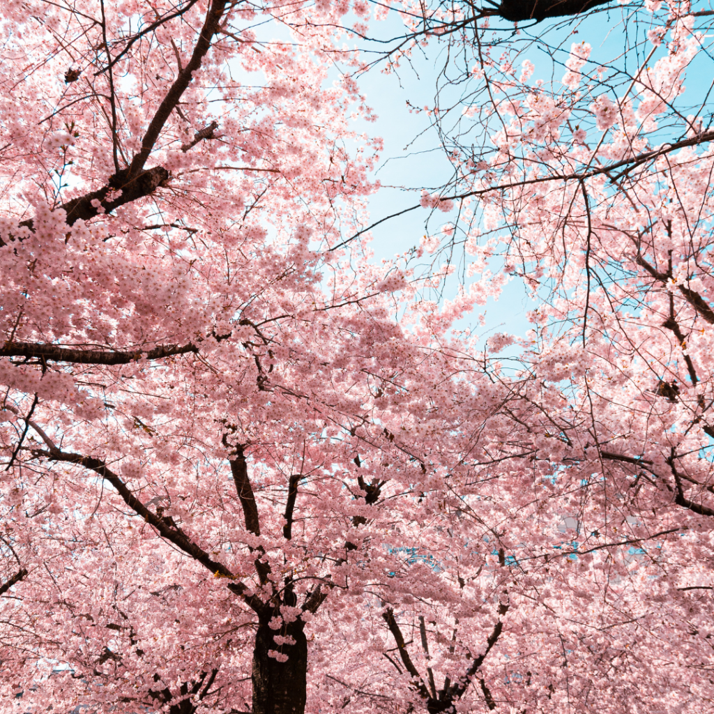 Both Sides of the Wall - Cayuga Museum of History and Art